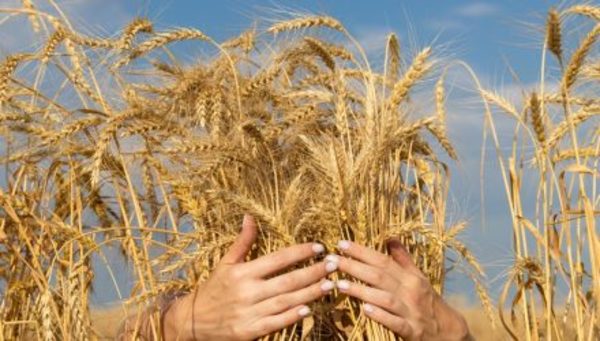 Declining Production Could Push This Wheat ETF Higher