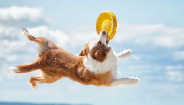 After Rebalance, EDOG, IDOG, RDOG, SDOG Yields Jump