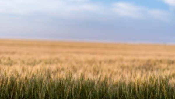 Texas Growing Conditions Should Strengthen Wheat Prices