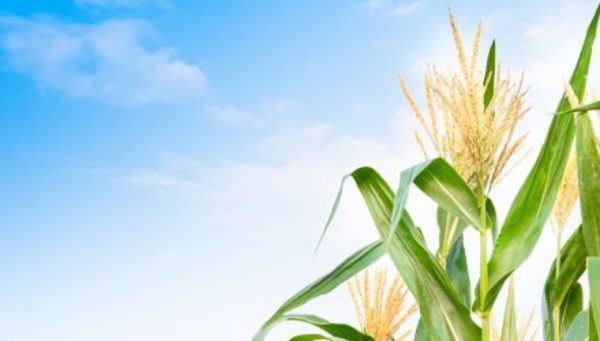 Sustainable Aviation Fuel Demand May Buoy Corn Prices