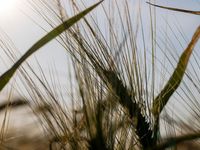 Janus Henderson AAA CLO ETF